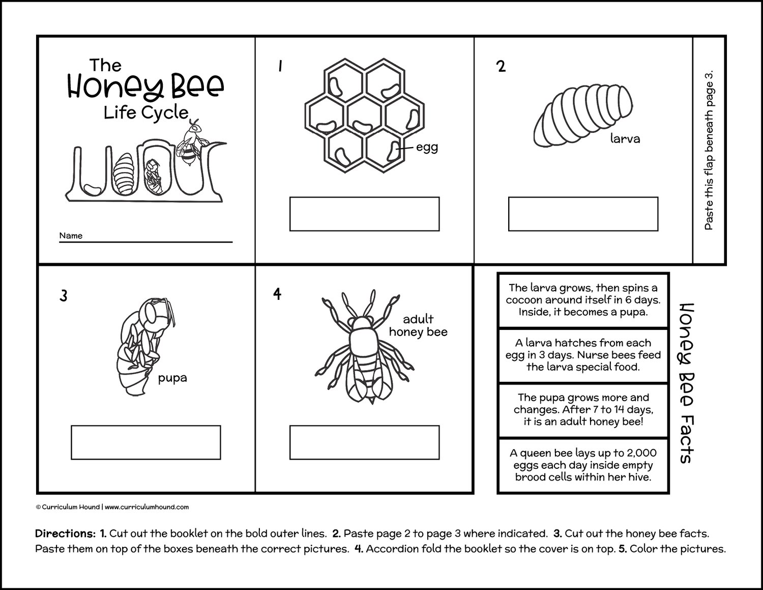 Honey Bee Labeling Diagram & More