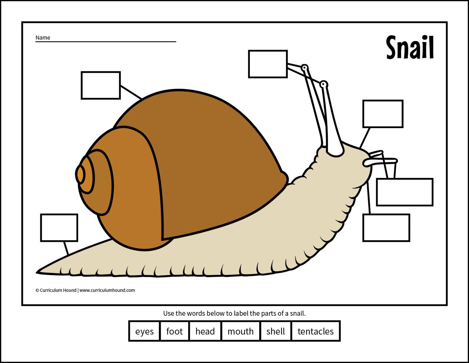 Snail Labeling Diagram: Parts of a Snail