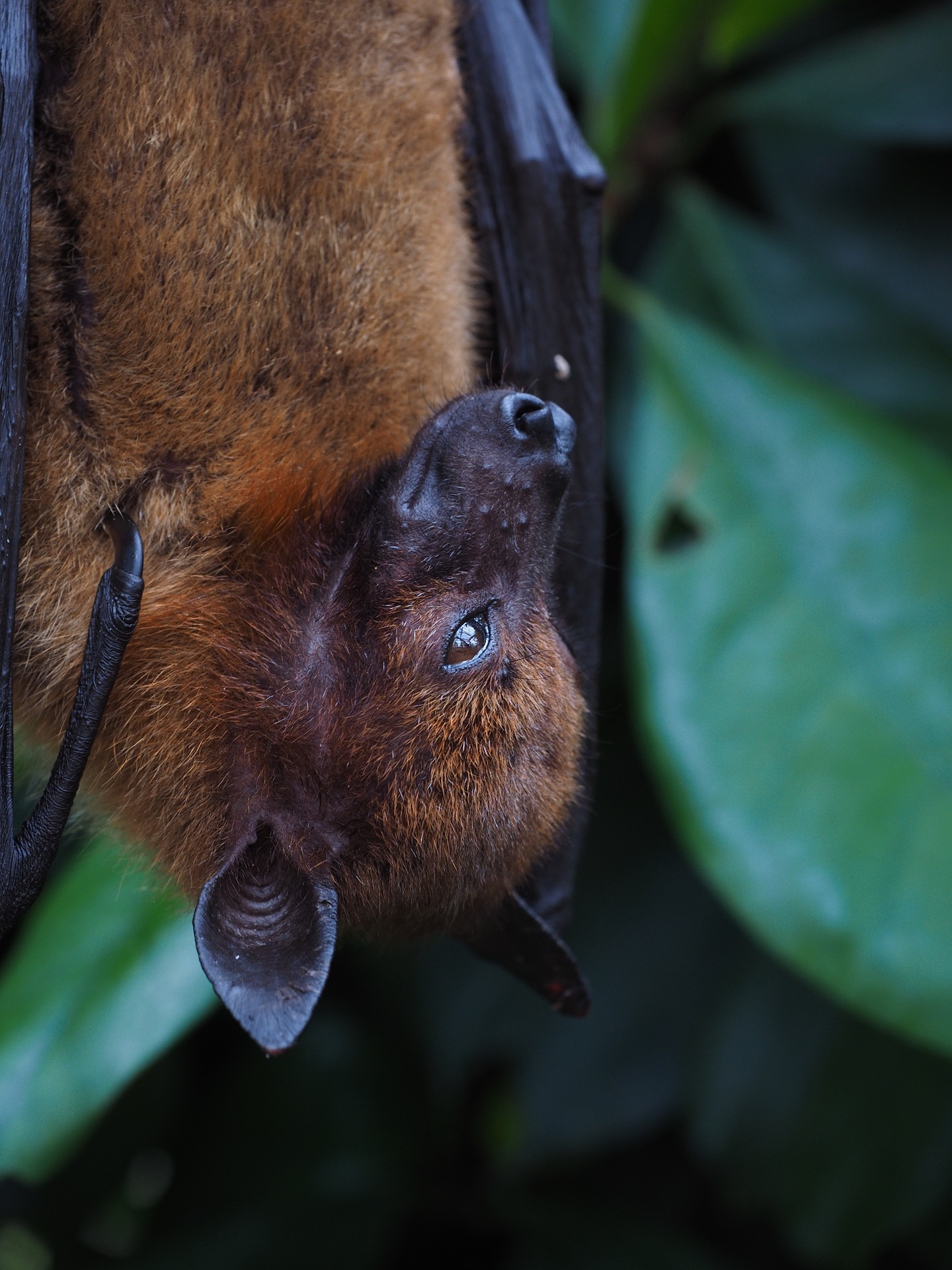 Bat Medicine - Payhip