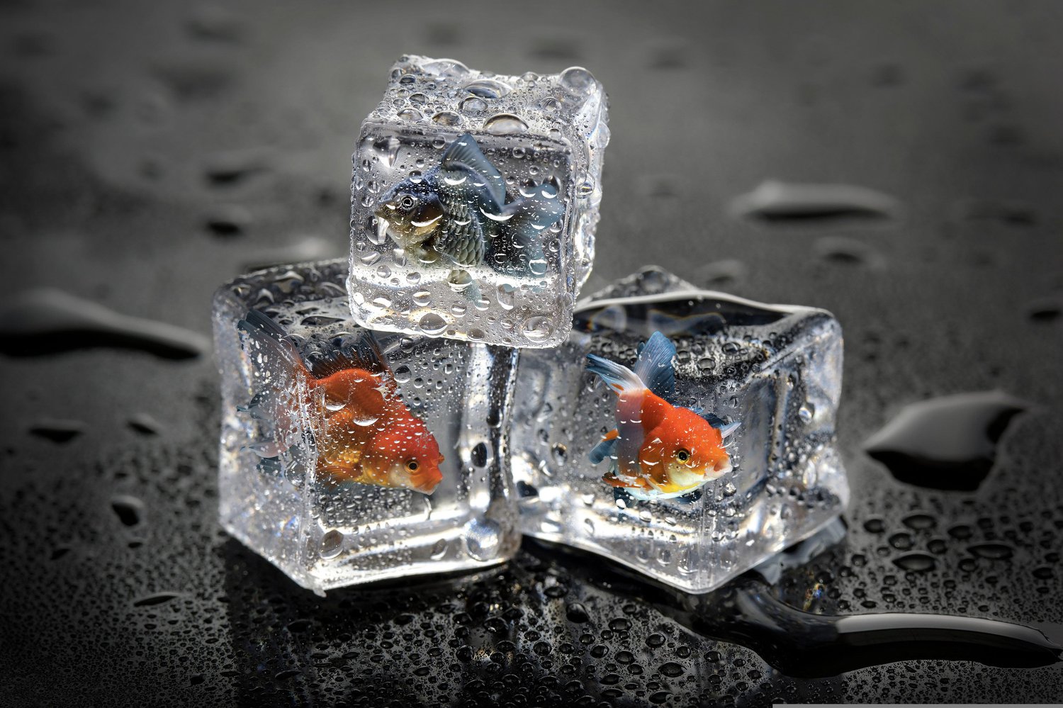 Fishes in the ice - Payhip