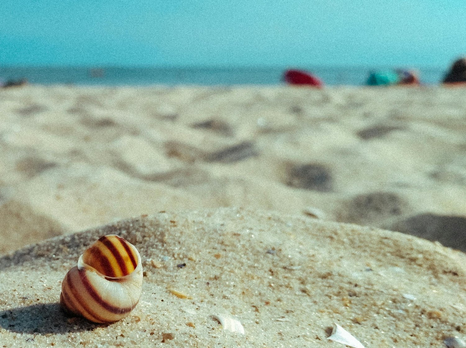 What are Seashells? An Insight into Nature’s Oceanic Treasures
