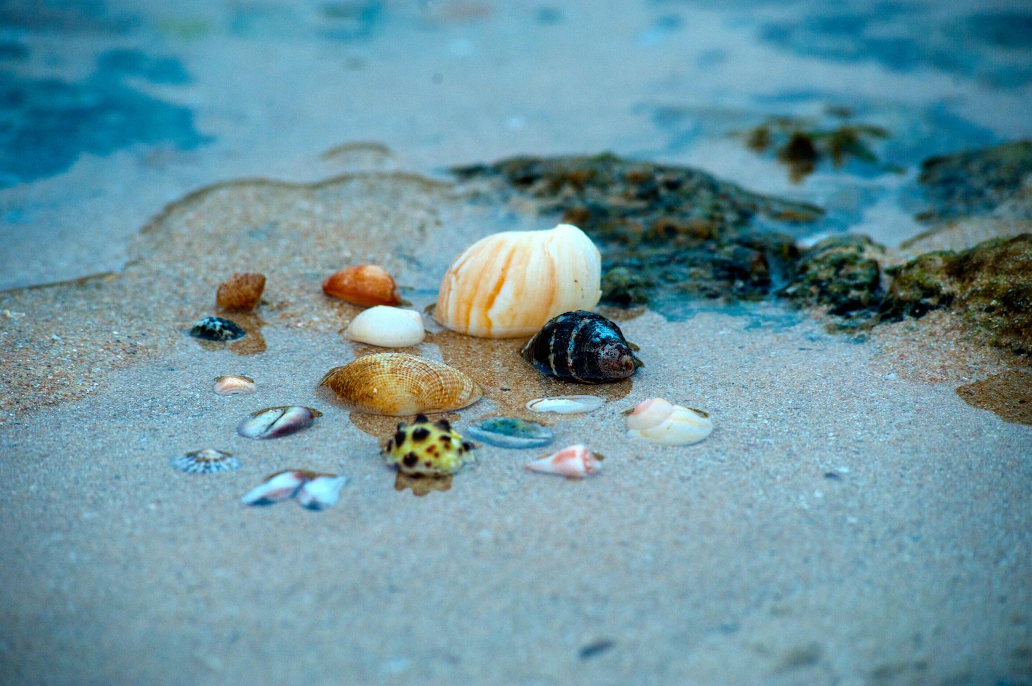 What are Seashells? An Insight into Nature’s Oceanic Treasures