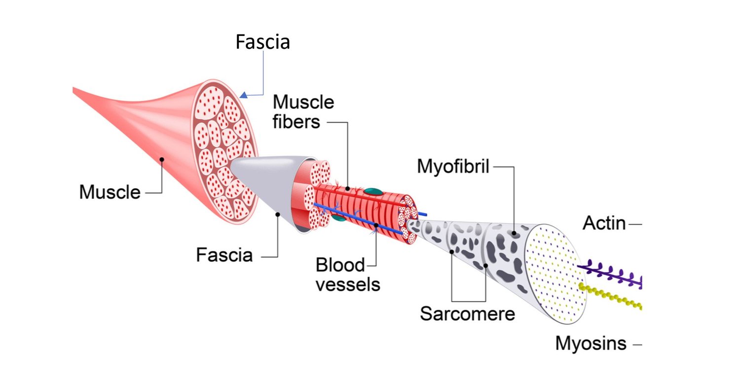 The Importance of Fascia in Football: How to Keep Your Body Flexible ...