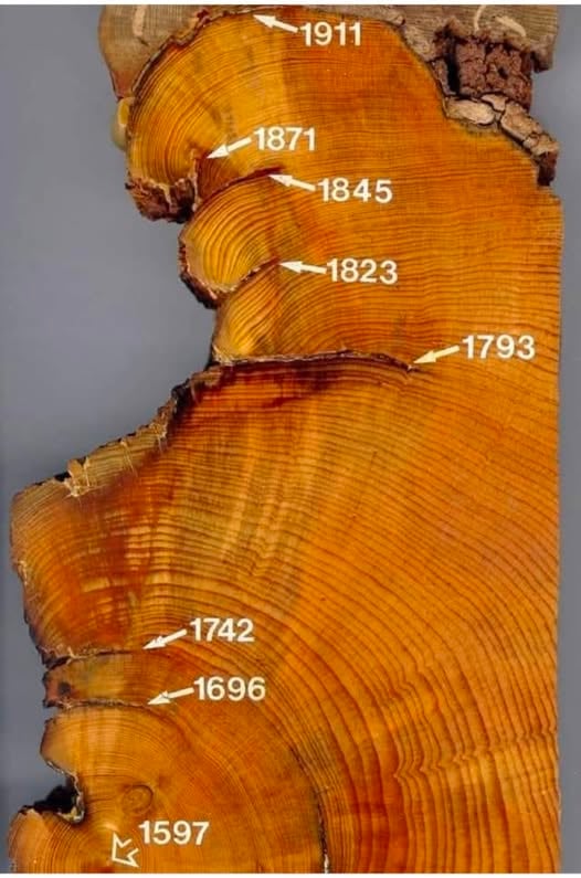 Unlocking the Secrets of Time: The Science of Dendrochronology