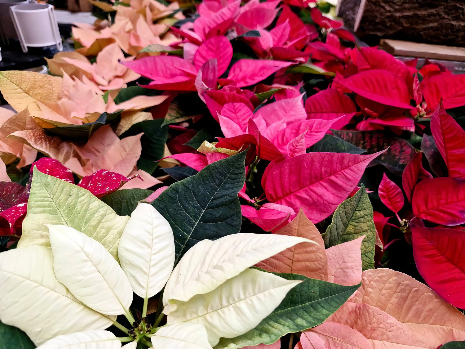Poinsettia red pink cream christmas - Payhip