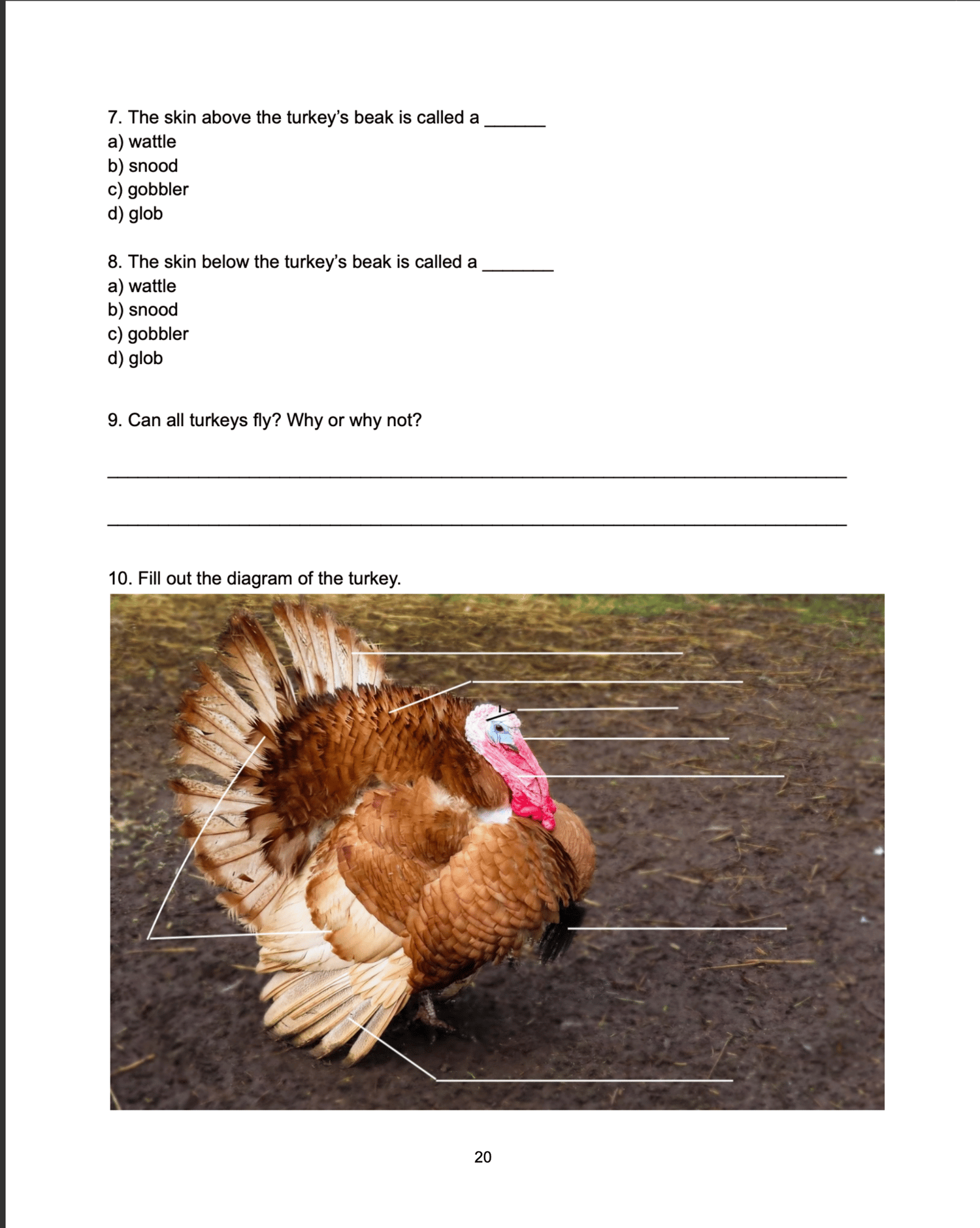 All About Farm Animals