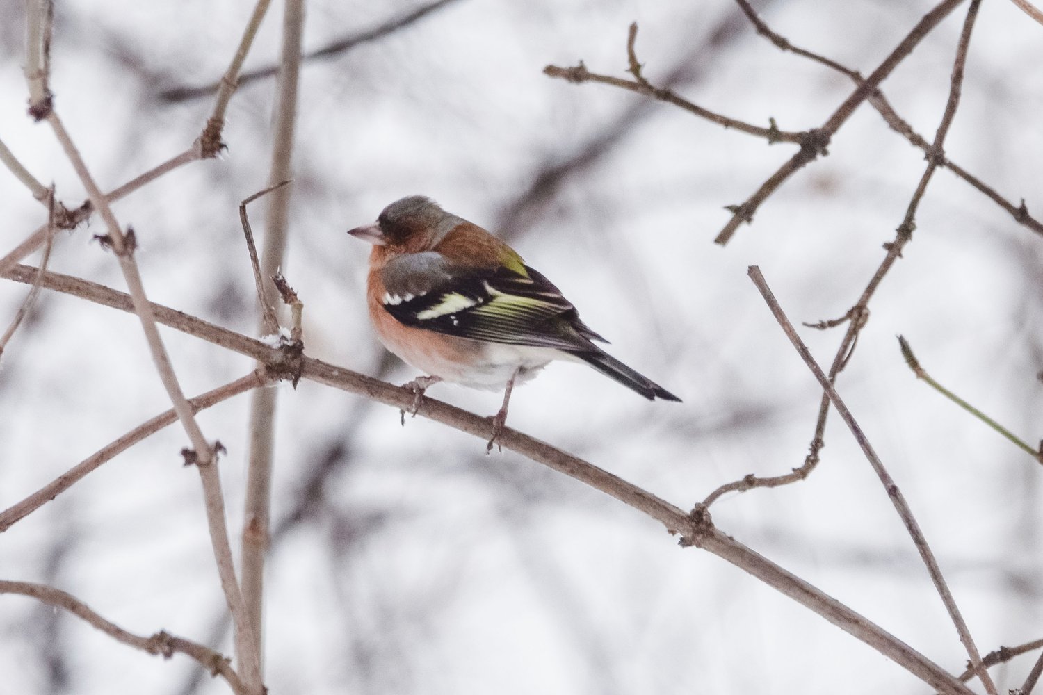 Winter Songbirds in Snowy Nature – Wren and Finch in a Frosted Bush ...