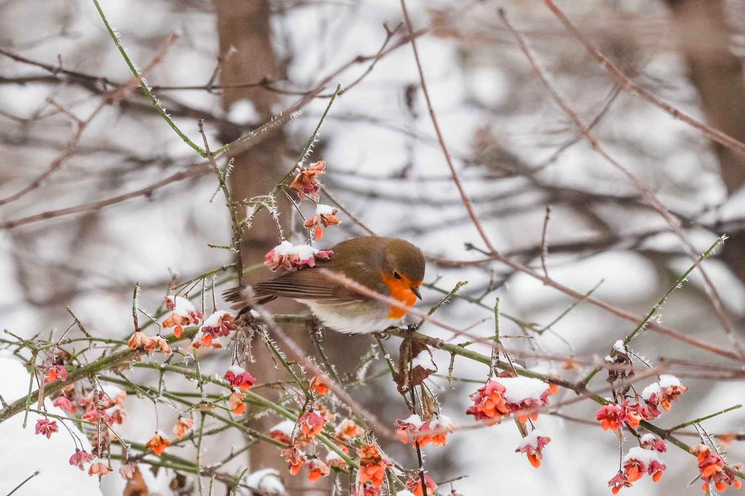 Winter Songbirds in Snowy Nature – Wren and Finch in a Frosted Bush ...