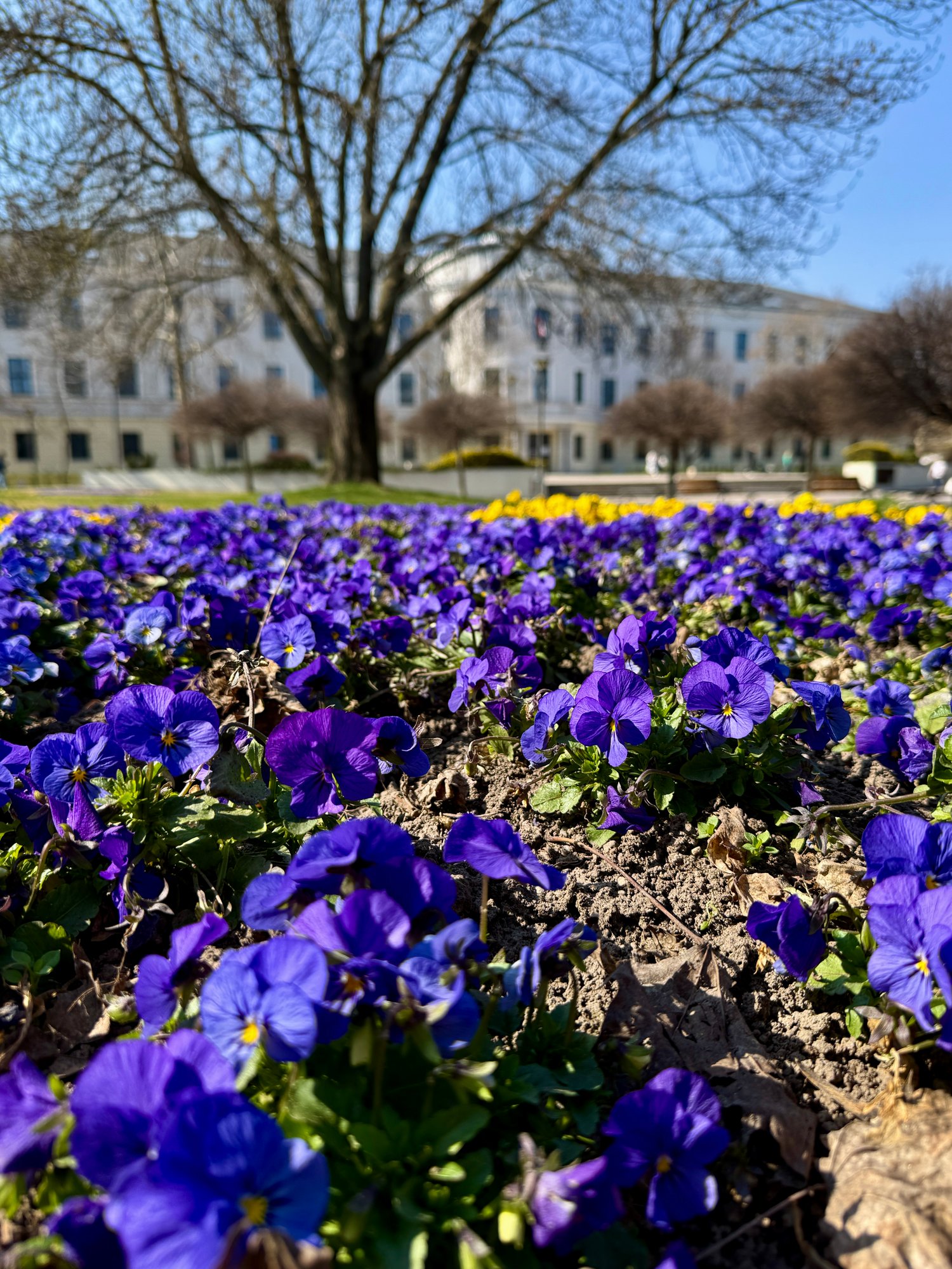 Blue Pansy Flower Bed Blooming in Spring at Dunaújváros University Park ...