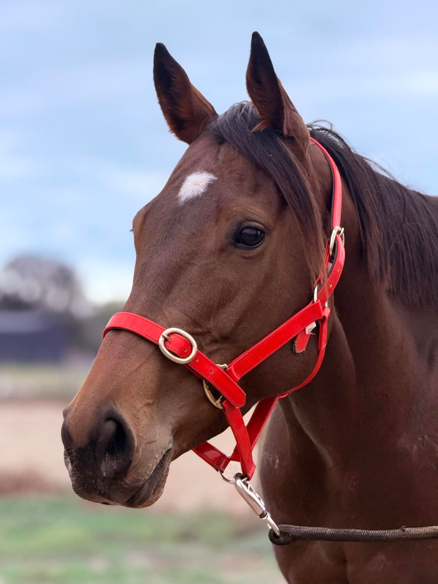 Connie (TB) AVAILABLE