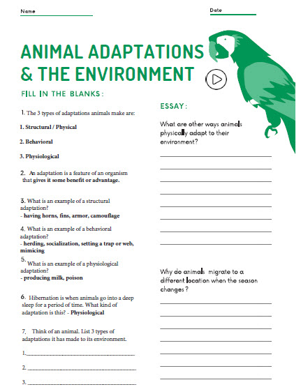 Animal Adaptation Worksheet