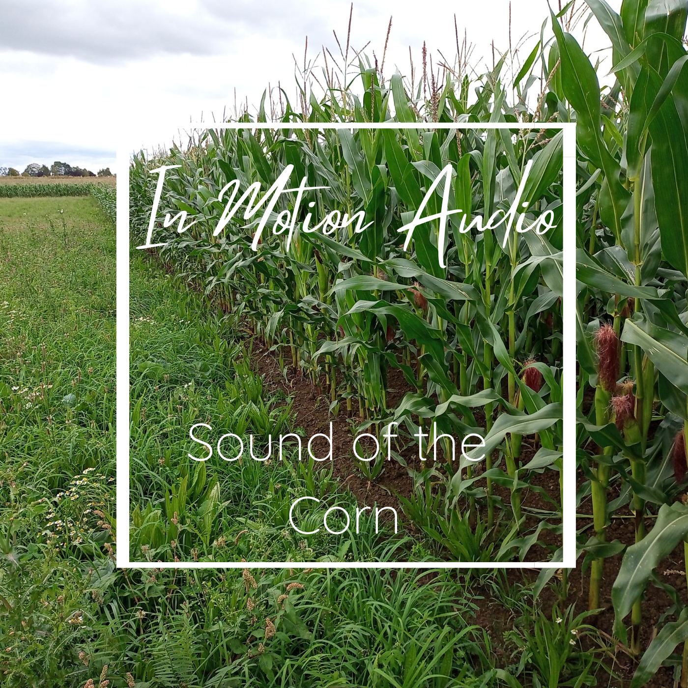 Sound of the Corn - Payhip