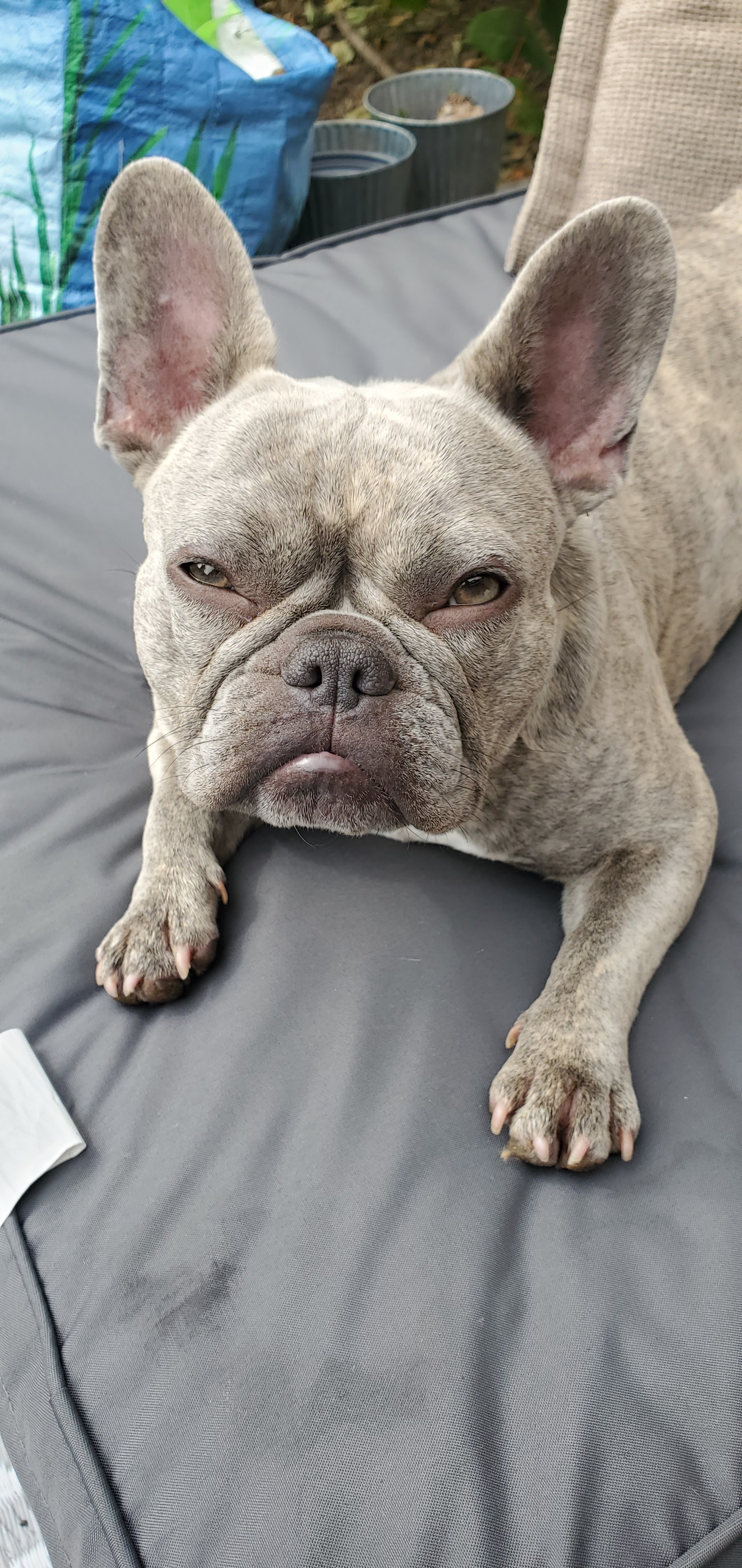 My dog ( coco) - Payhip