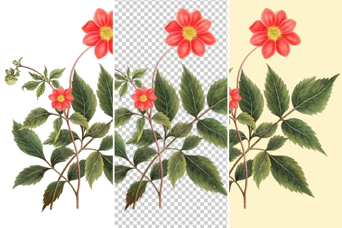 Scarlet flowered Georgina Illustration, Georgina Coccinea Illustration ...