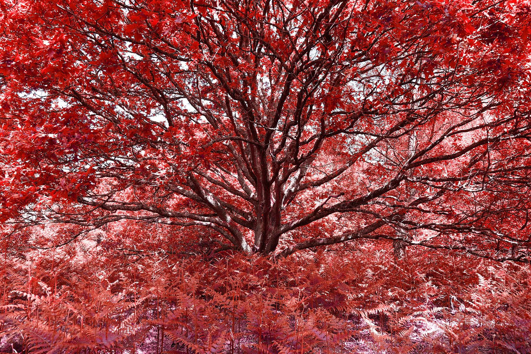 Grand Oak Tree of Life - RED - Payhip