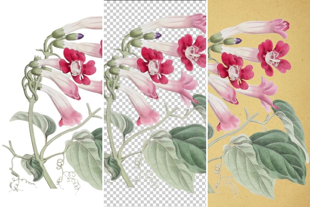 The Cherere Bignonia plant illustration, Bignonia cherere illustration ...