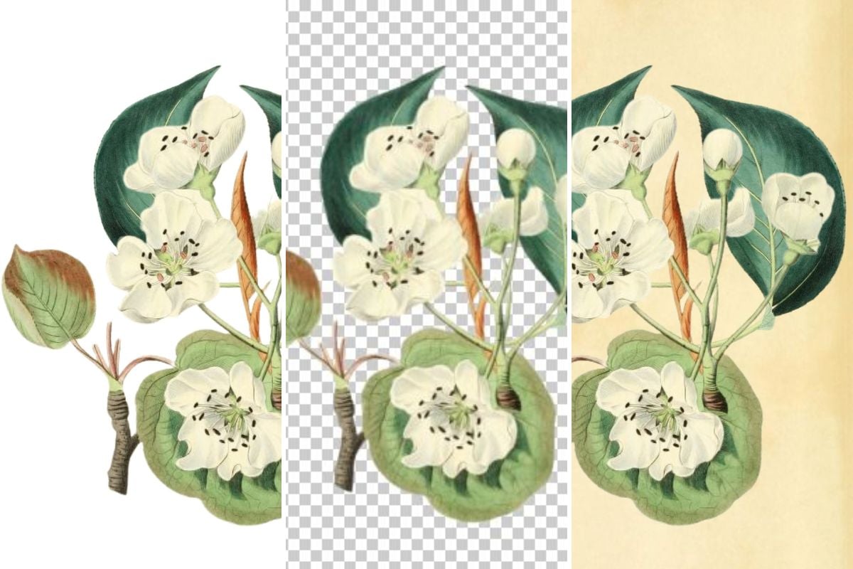 The Chinese pear illustration, Pyrus sinensis flower illustration - Payhip