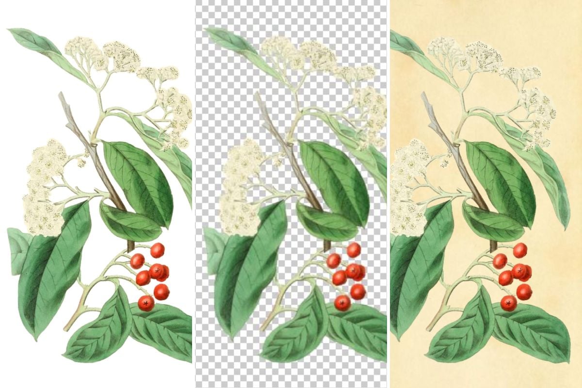 The tree cotoneaster illustration, Cotoneaster frigidus wall art - Payhip