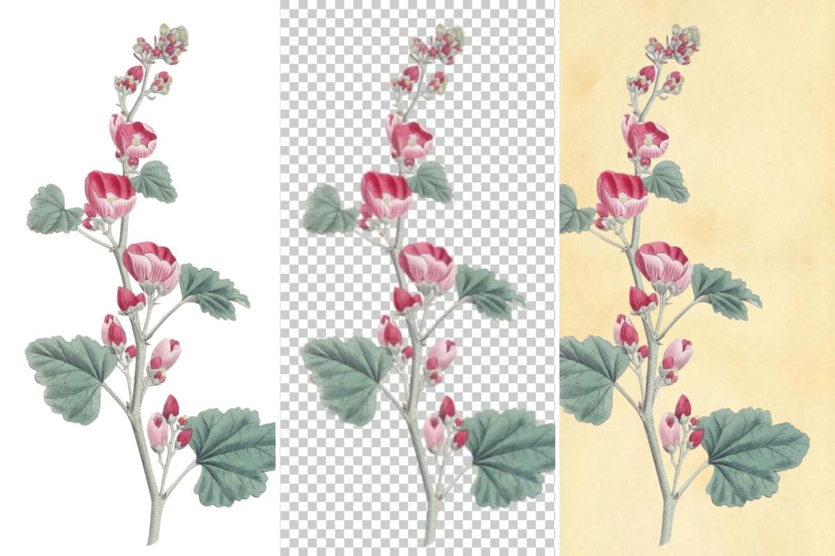 Malva munroana illustration, Malvastrum munroanum wall art - Payhip