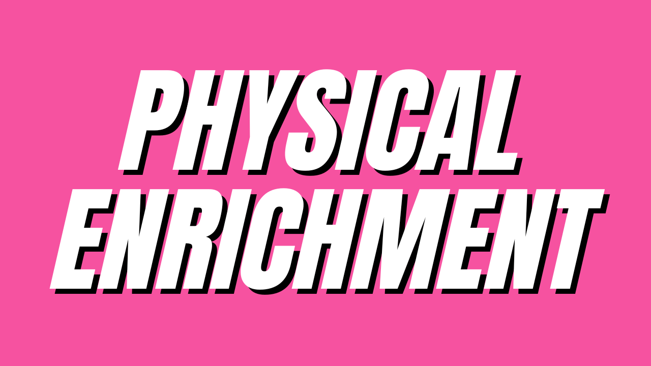 Physical Enrichment for Dogs | Canine Enrichment