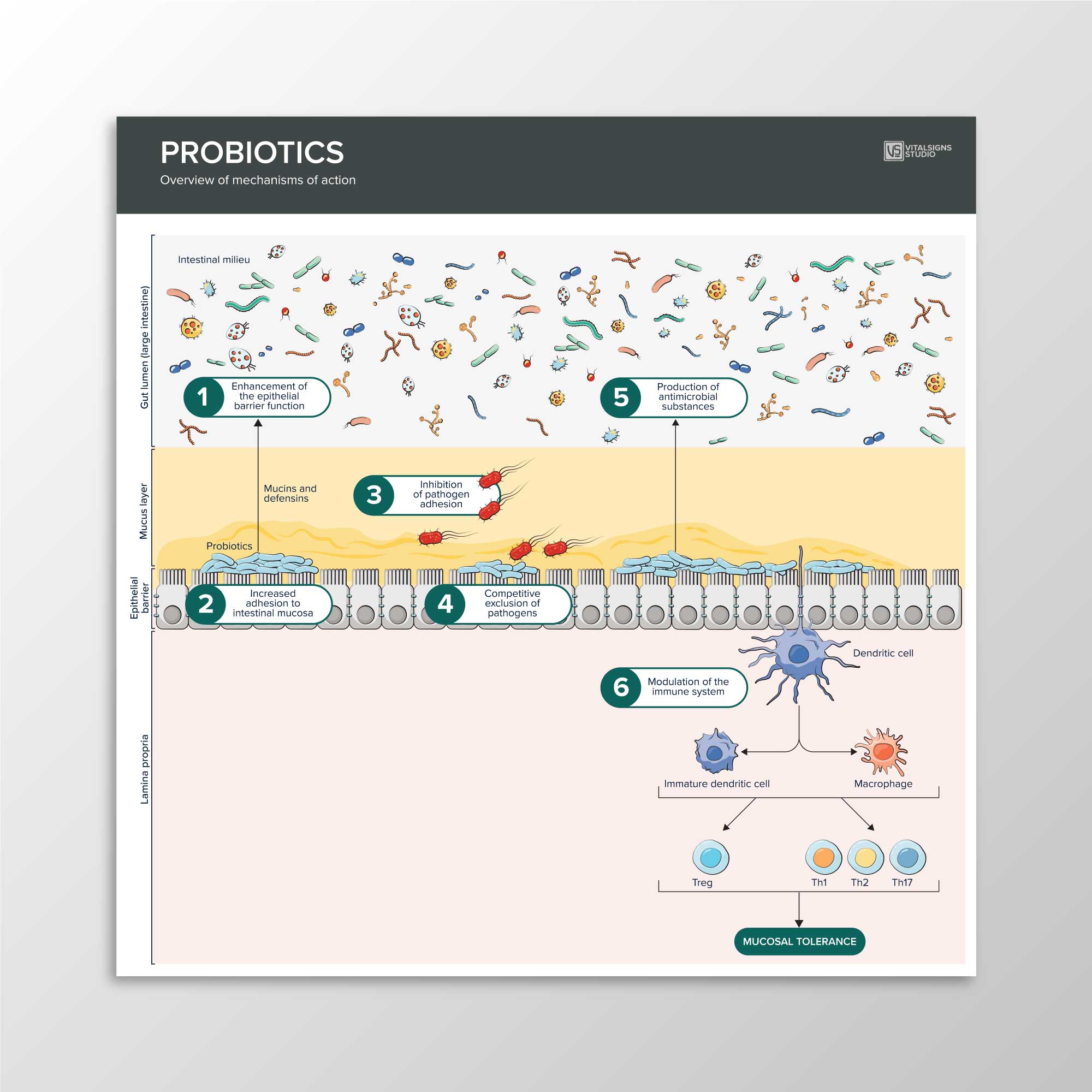 Probiotics - Overview of Mechanisms of Action - Payhip