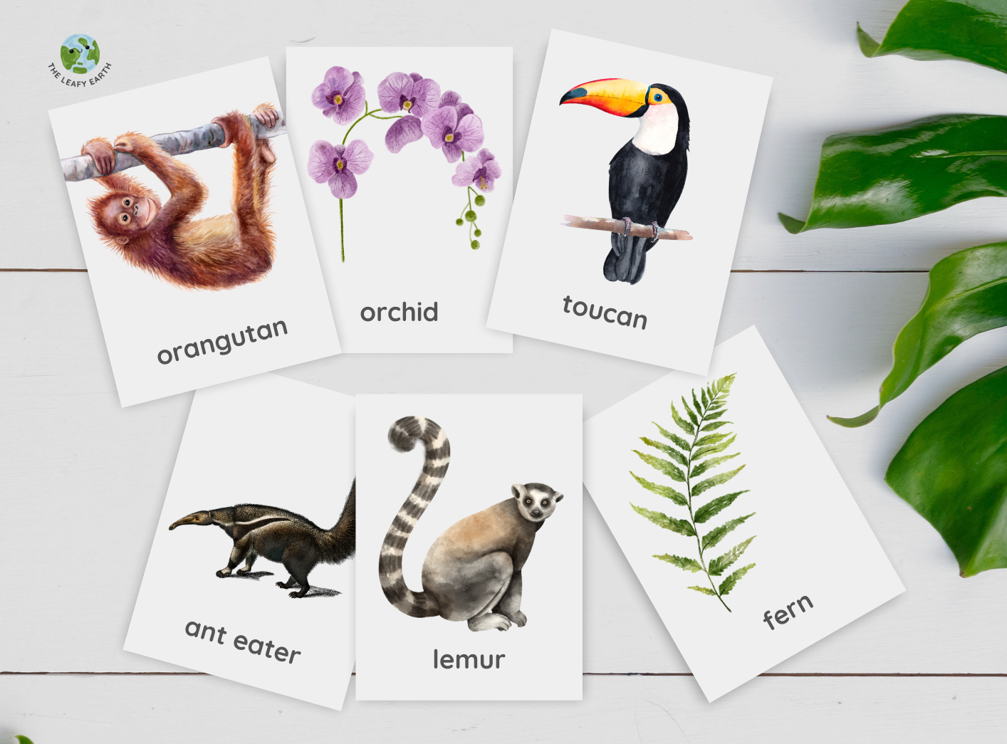24 Rainforest Flashcards, Flora and Fauna - Payhip