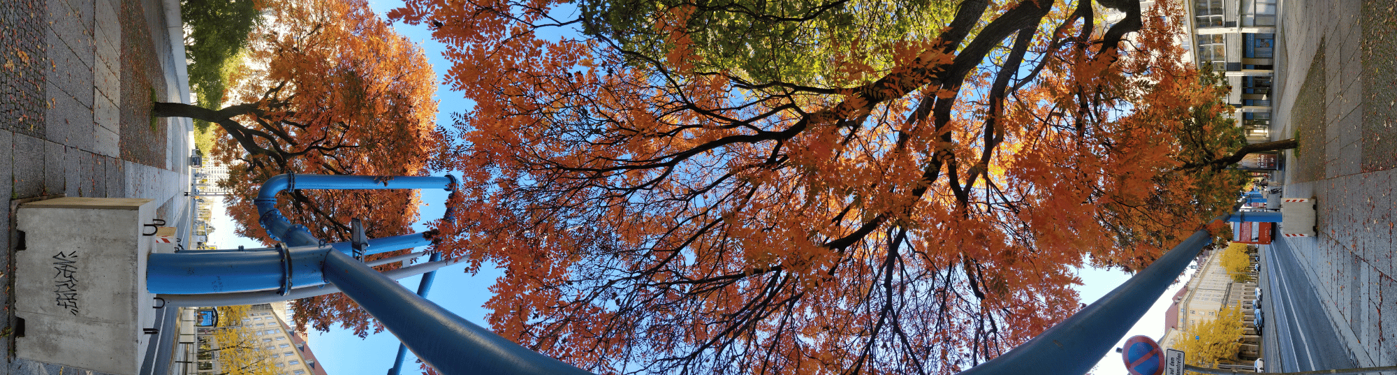 03 Dresden tree panoramas - Payhip