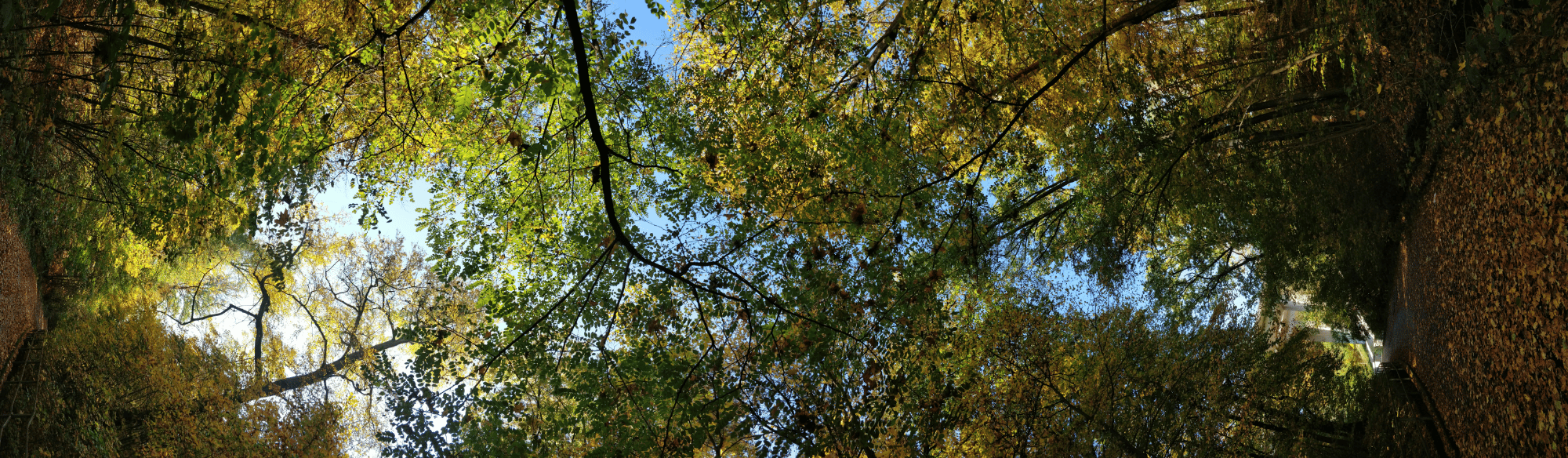 04 Dresden tree panoramas - Payhip