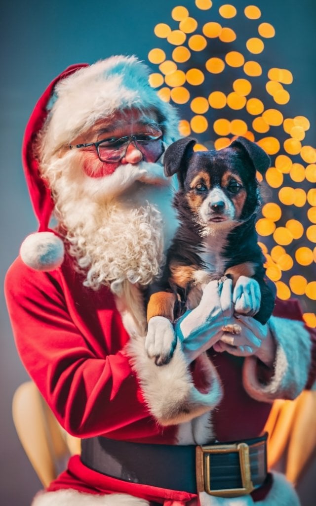 Jingle Tails: Heartwarming Dog Pictures with Santa - Payhip