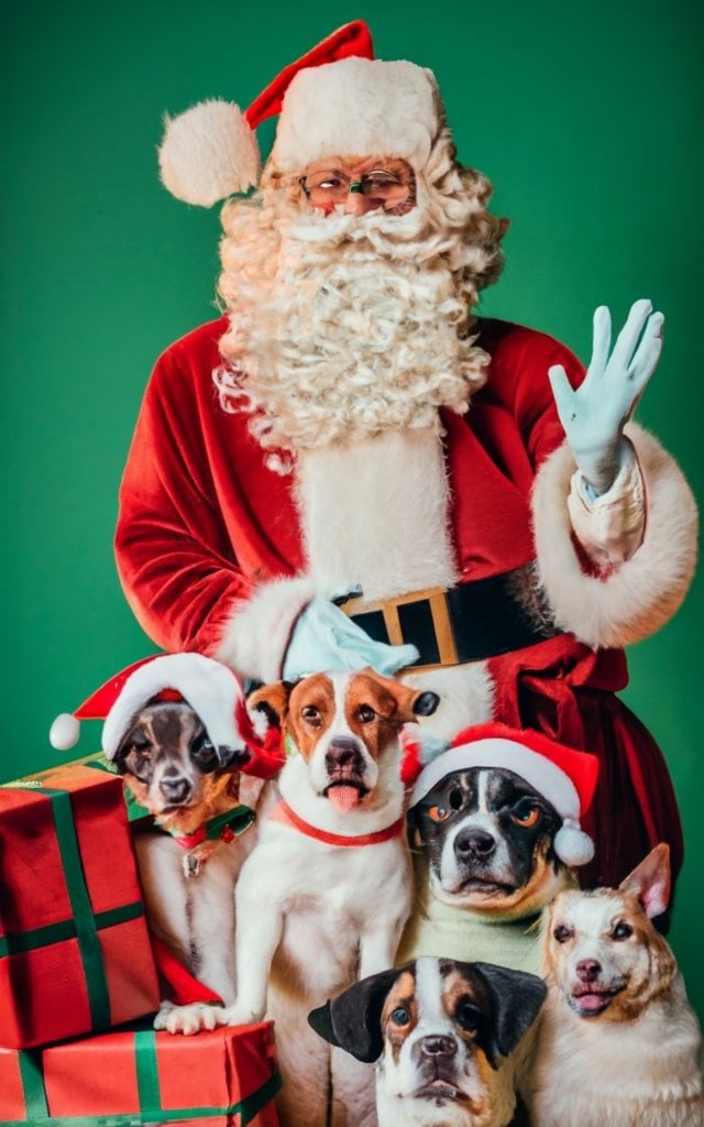 Jingle Tails: Heartwarming Dog Pictures with Santa - Payhip