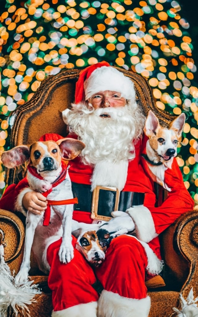 Jingle Tails: Heartwarming Dog Pictures with Santa - Payhip