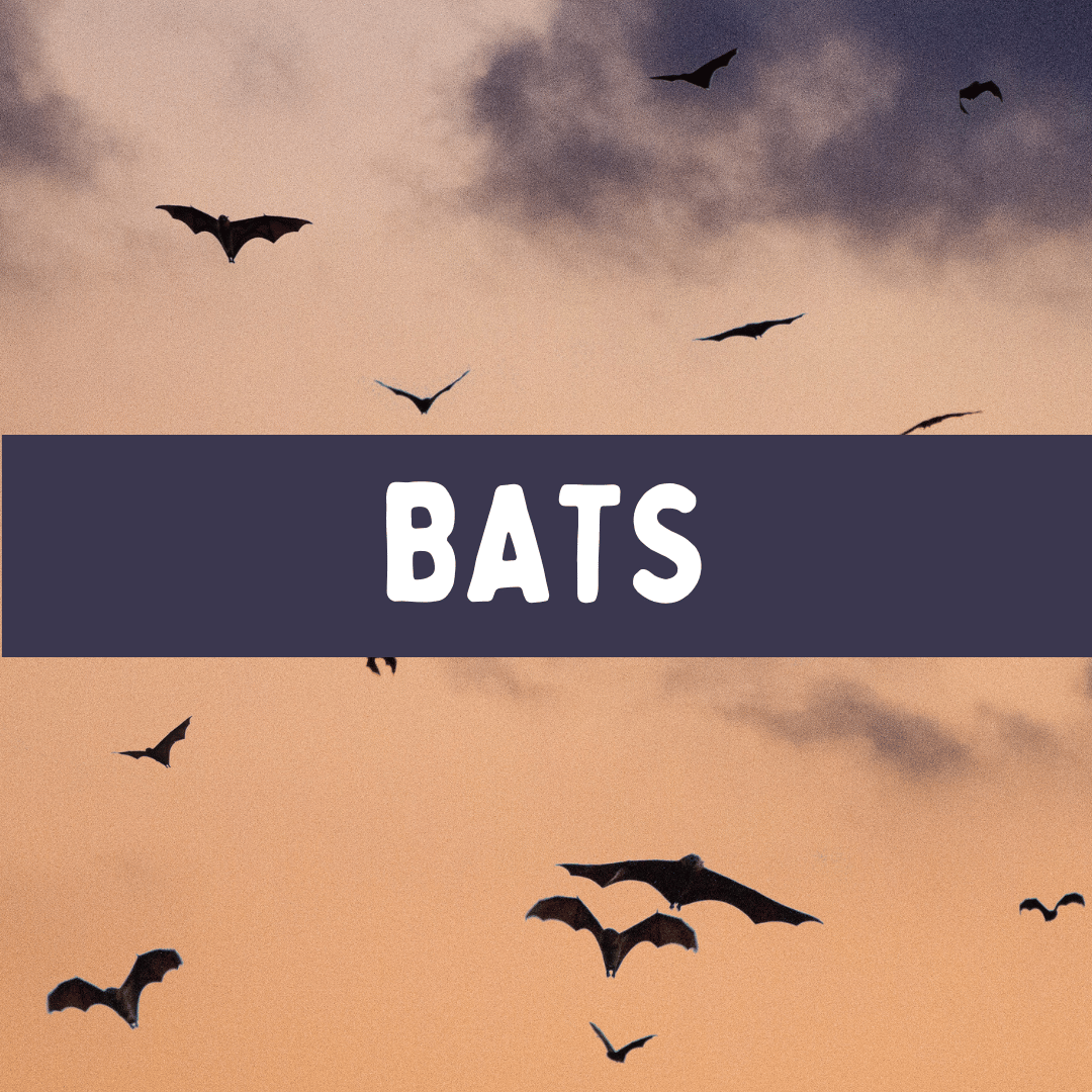 The Connett Connection - Bat Themed Activities