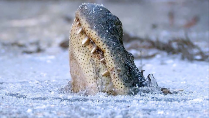Alligator Brumation: The Cold-Weather Slumber of Reptilian Giants