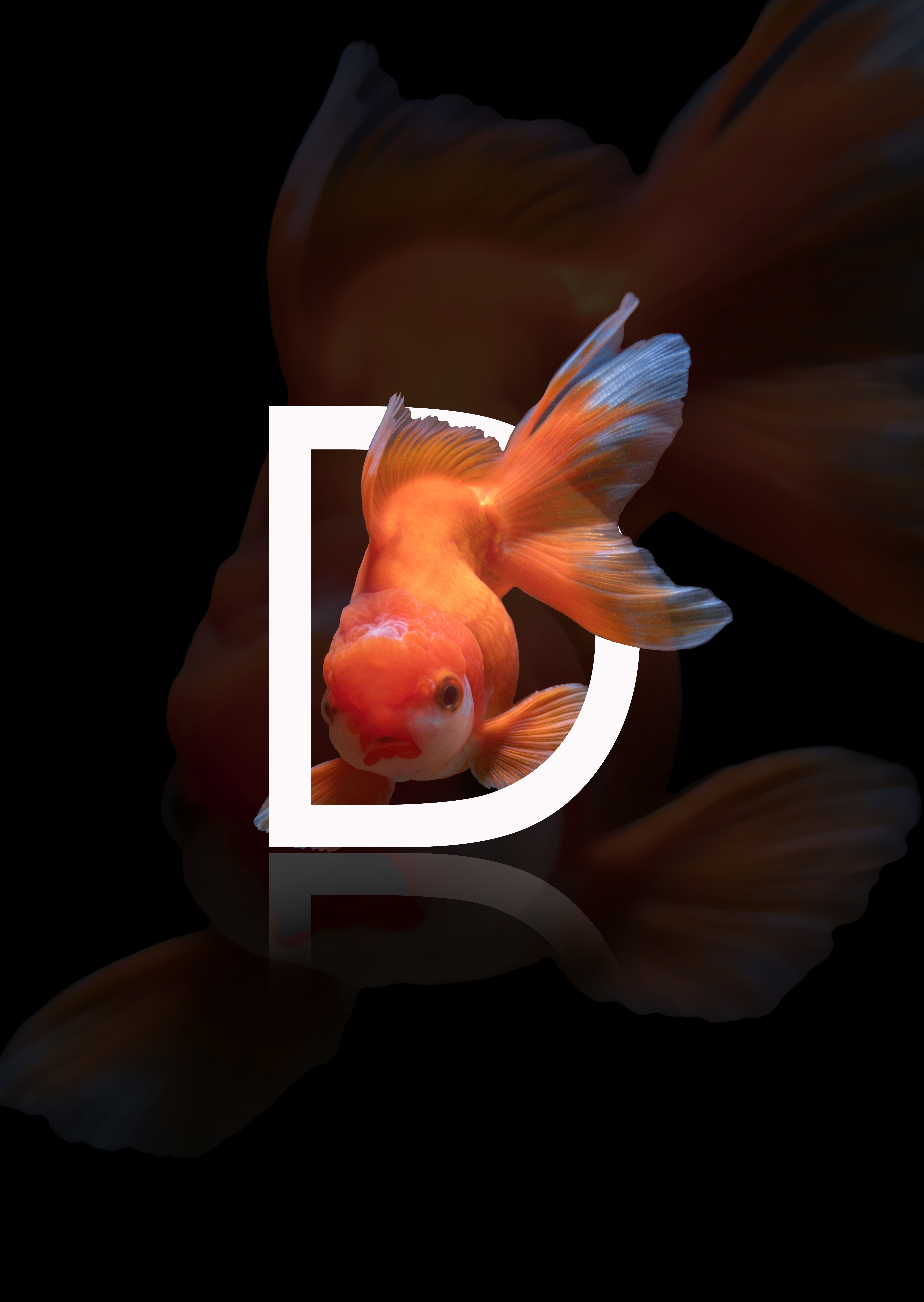 Fish D - Payhip