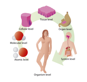 Basic Biology, Anatomy, and Physiology