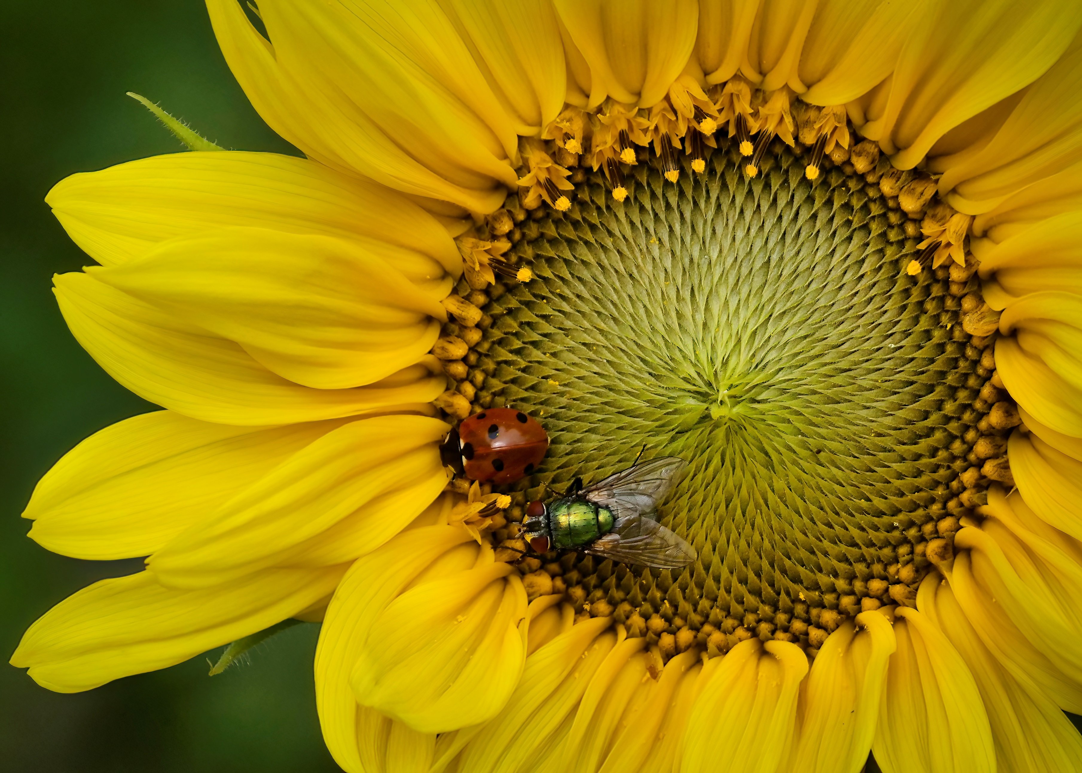 Amazing Nature Photos - Insects, Invertebrates - Payhip