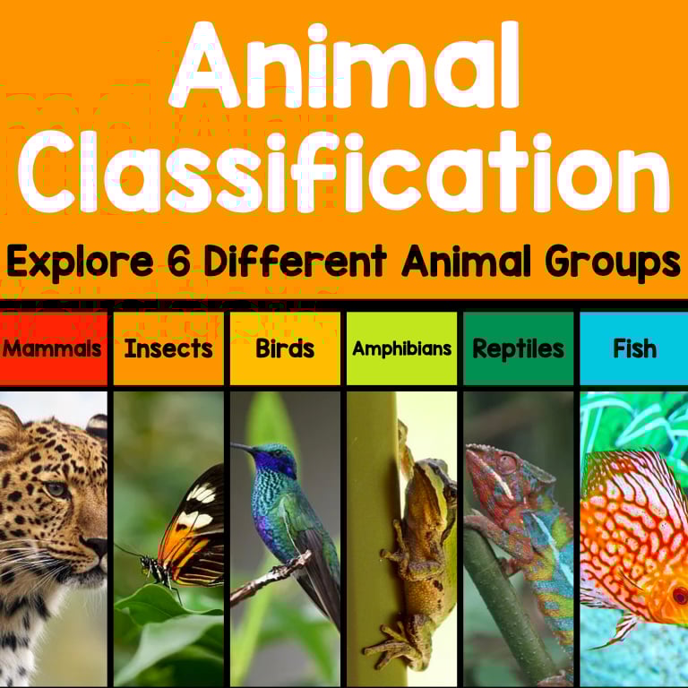 Animal Classification Unit: Mammals, Insects, Birds, Amphibians ...