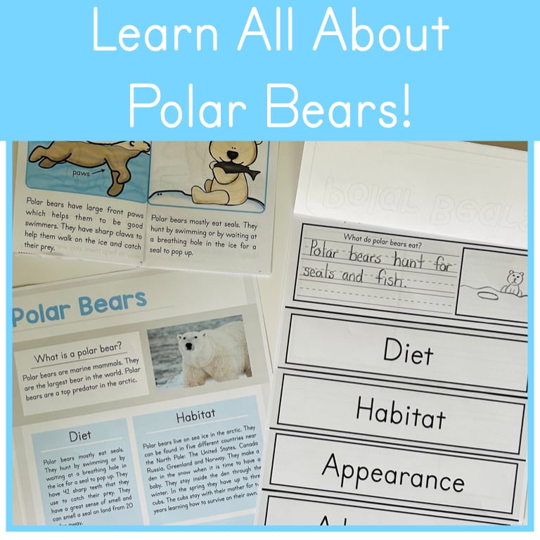 Polar Bears: Animal Research
