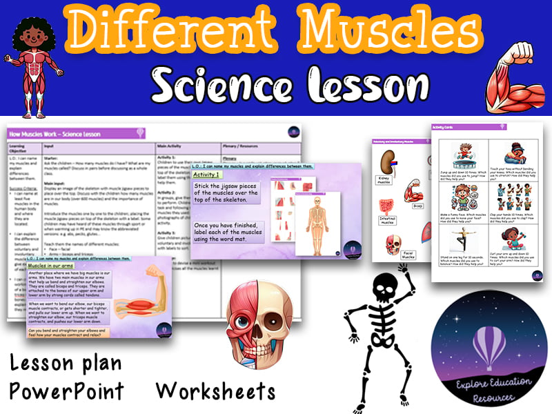 Different Muscles of the Human Body - Outstanding KS2 Science Lesson