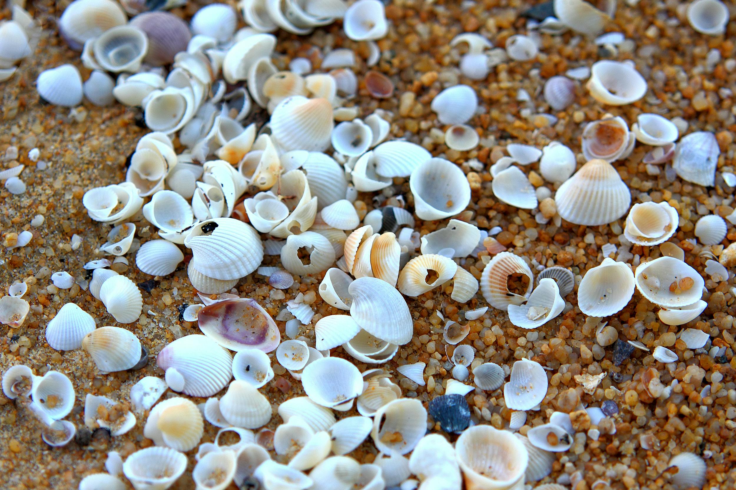 What are Seashells? An Insight into Nature’s Oceanic Treasures