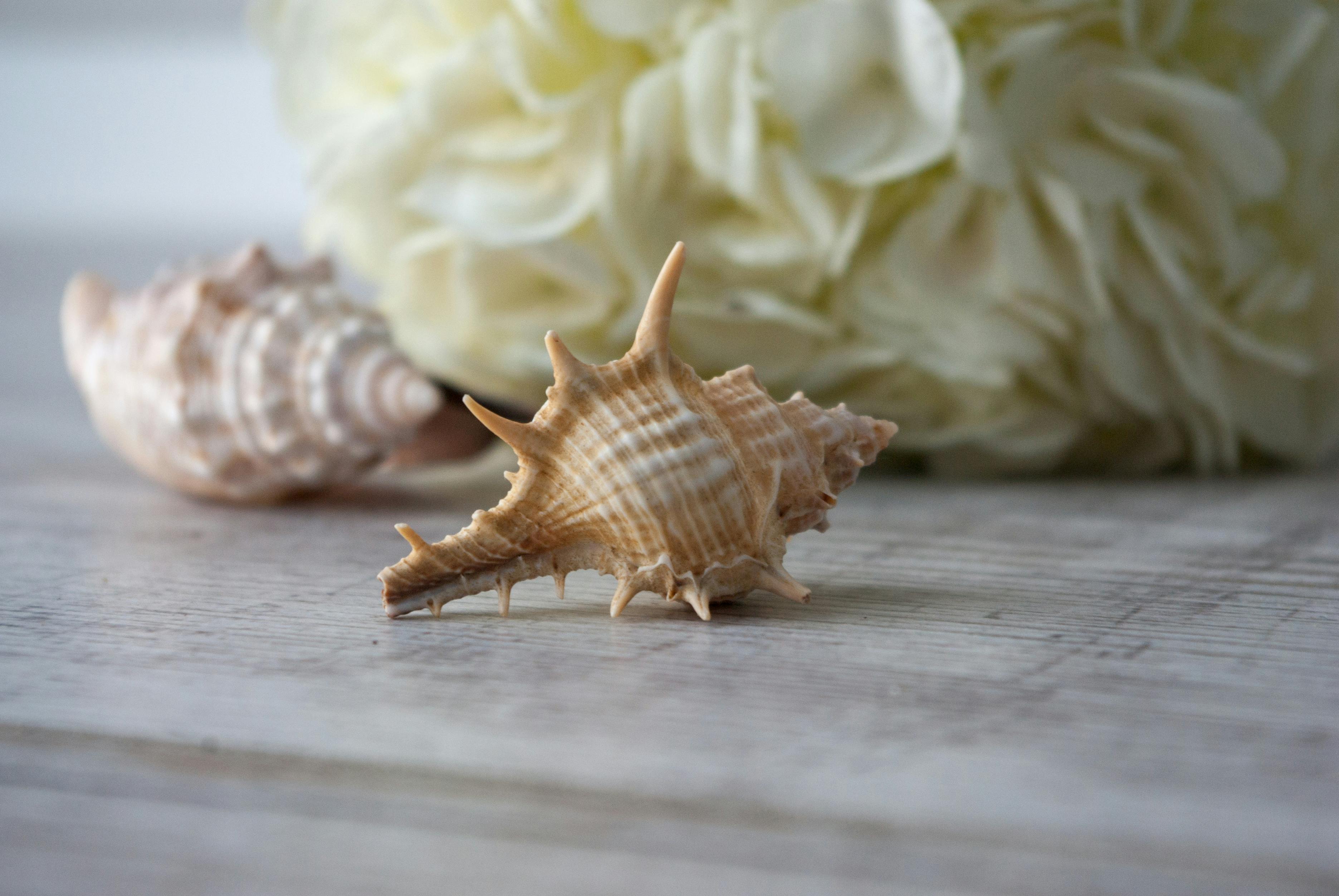 The Fascinating World of Seashells: Types and Their Unique Characteristics