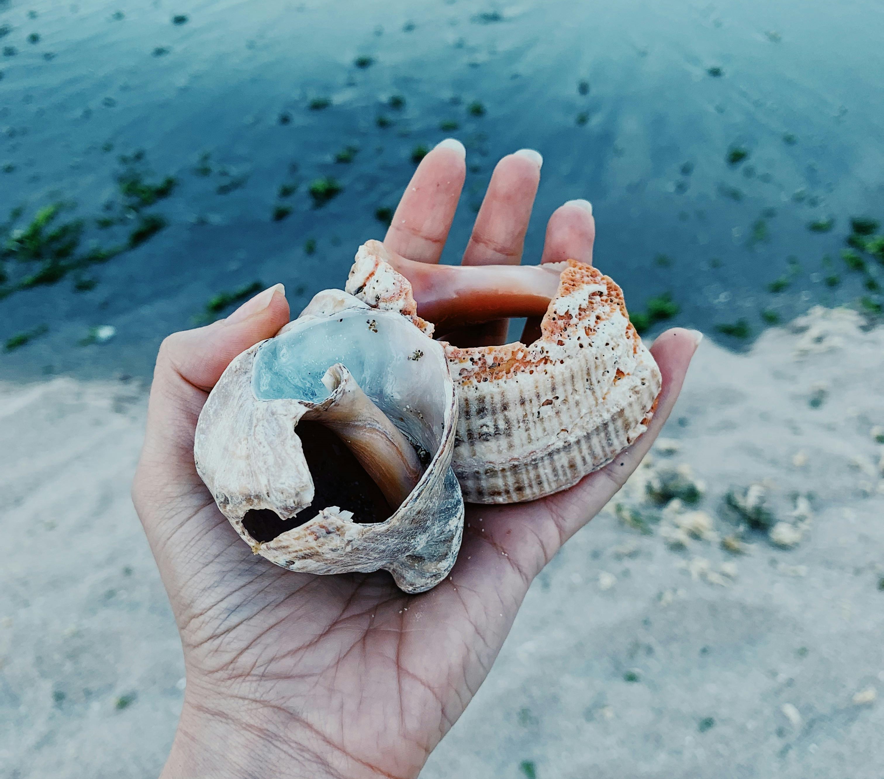 How to Collect and Preserve Seashells: A Guide for Enthusiasts