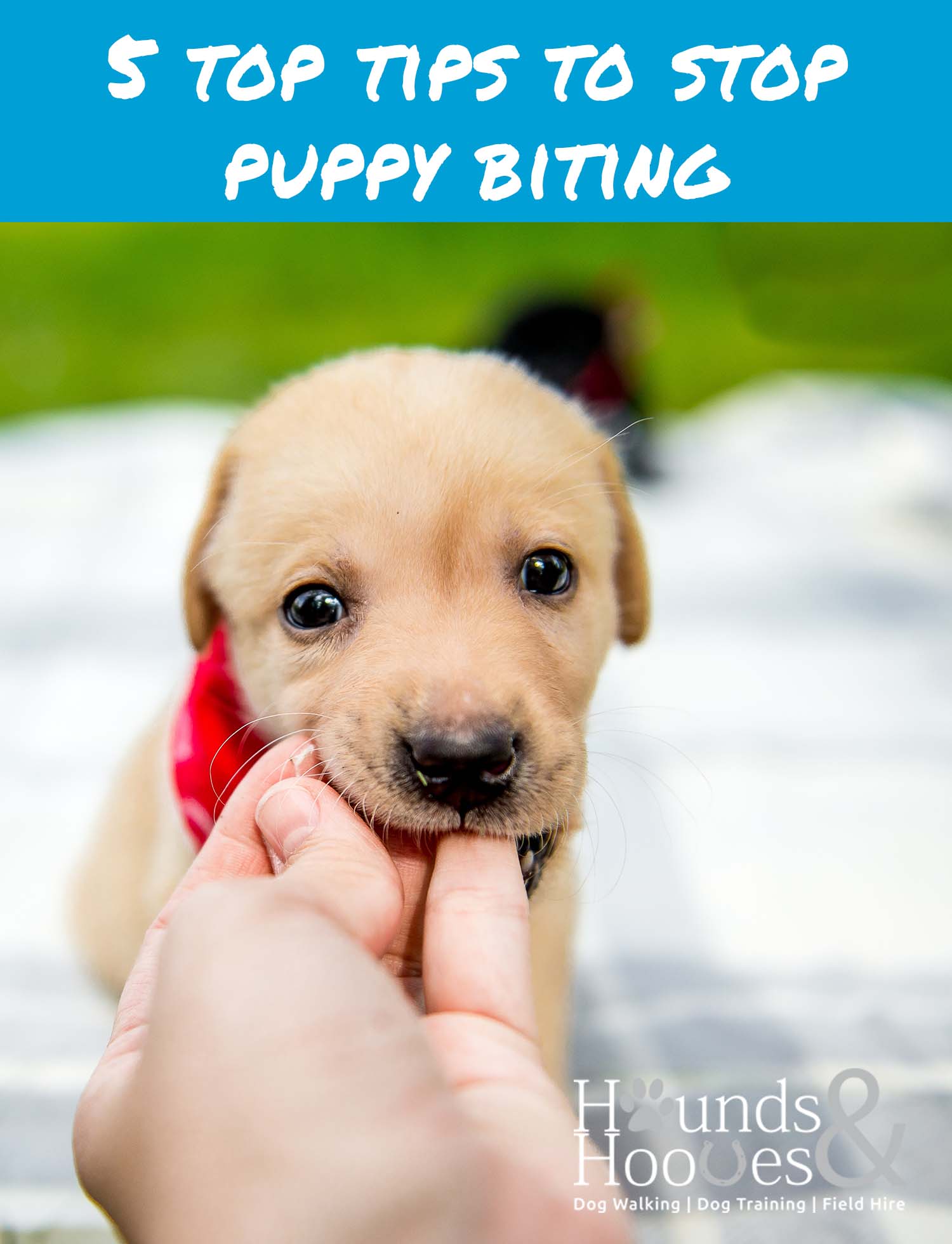 5 Top tips to stop puppy biting - Payhip