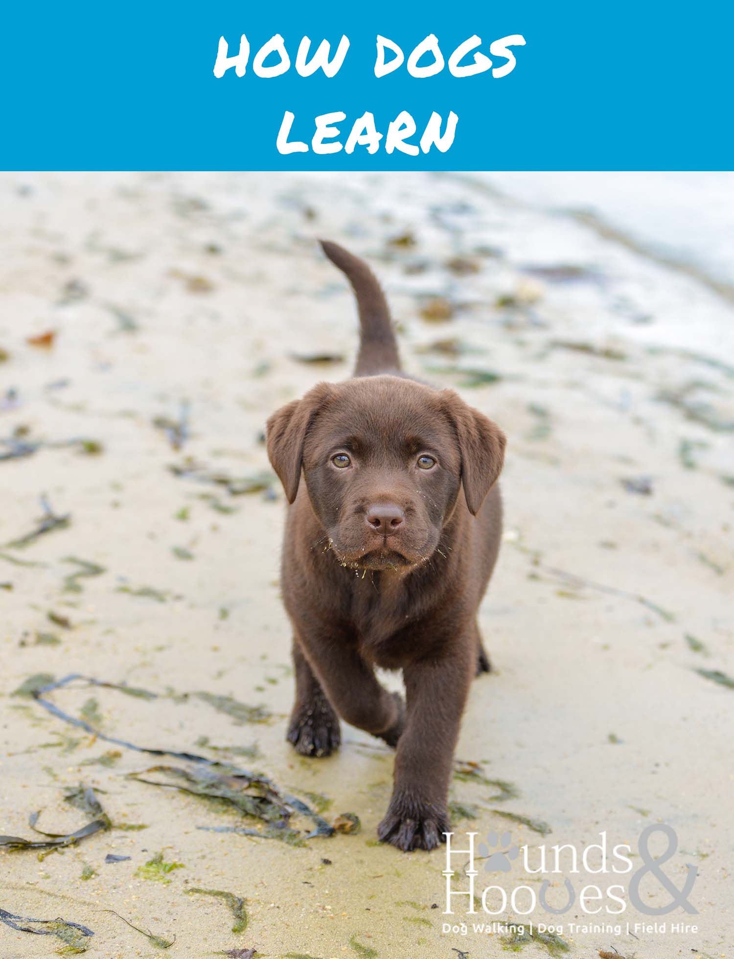 How dogs learn. - Payhip