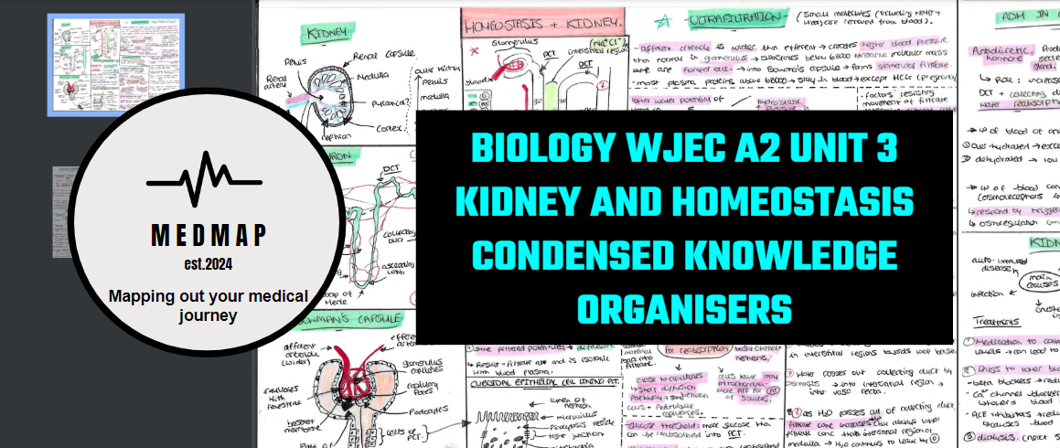 WJEC BIOLOGY A2 UNIT 3: KIDNEY AND HOMEOSTASIS FULL TOPIC - Payhip