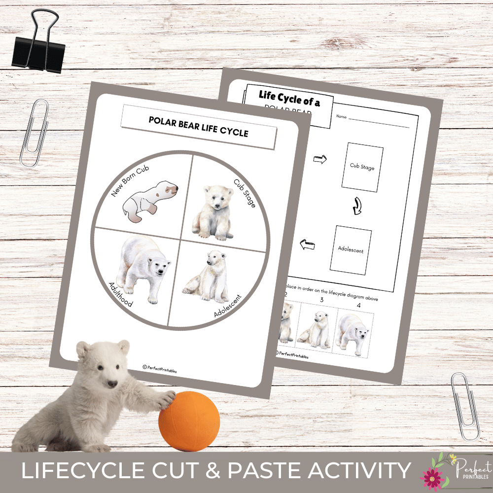 Life Cycle of a Polar Bear Activities | Arctic Animal Unit Study With ...