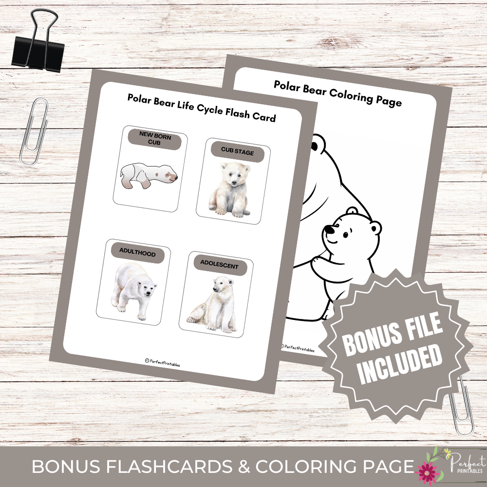 Life Cycle of a Polar Bear Activities | Arctic Animal Unit Study With ...