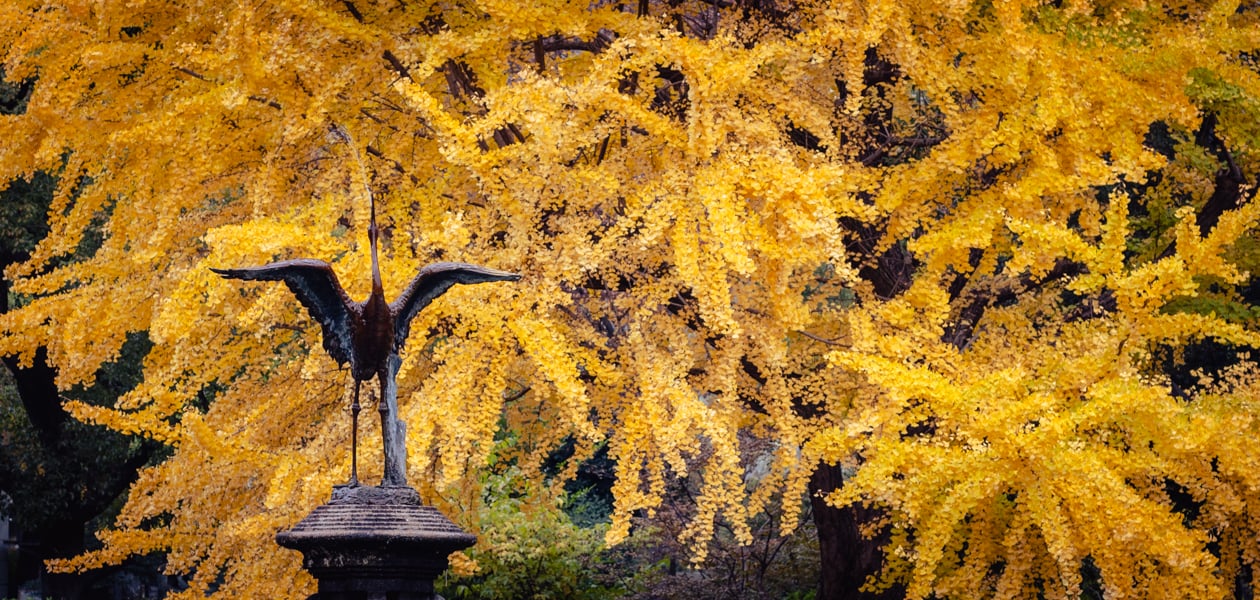 Shooting Autumn Foliage in Central Tokyo: A Practical Guide to Capture ...