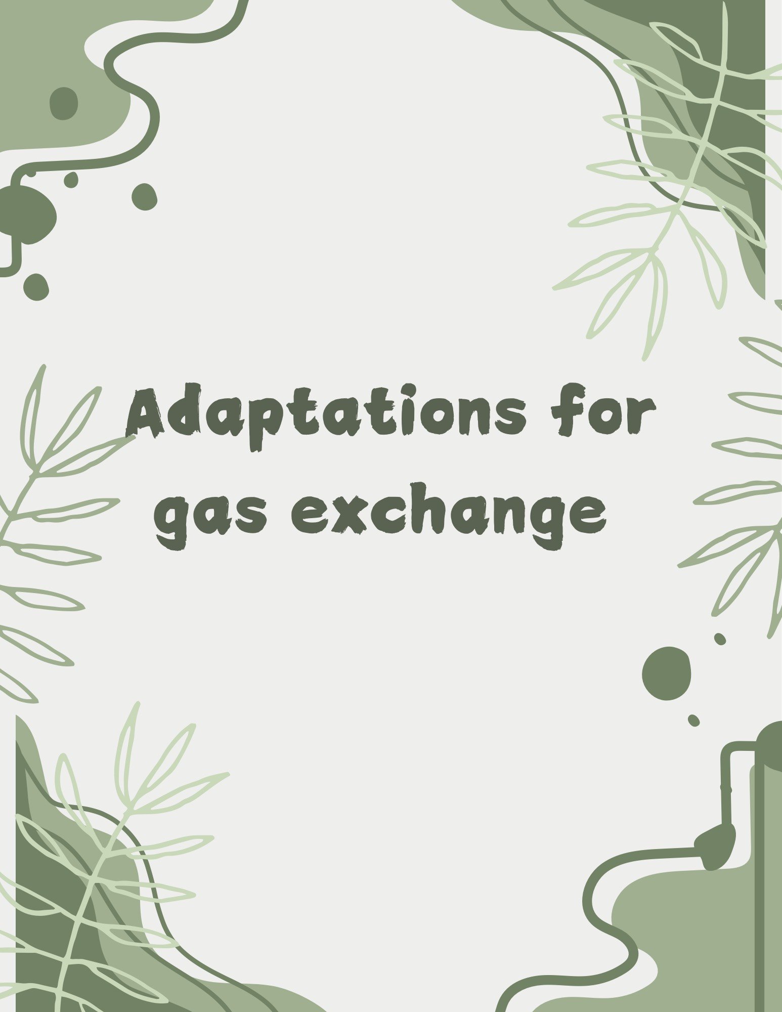 A Level Biology - Adaptations for gas exchange flashcards - Payhip