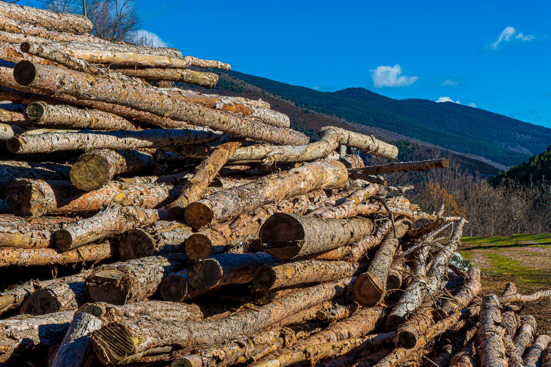 CUT TREES 20241225130743RT1PUB - Payhip